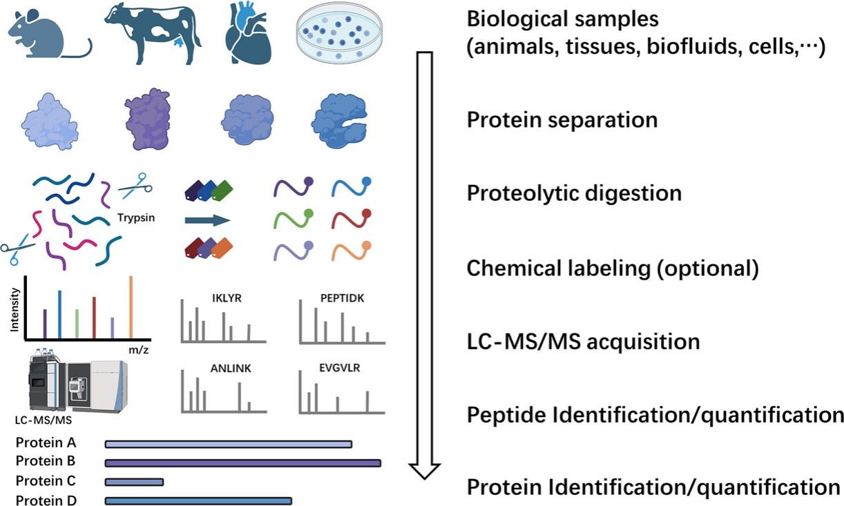 Stable Isotope Peptides in Targeted Proteomics - Isotope / BOC Sciences