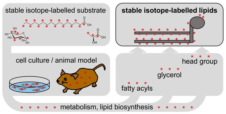2H 13C Labeled Compounds for Research - Isotope / BOC Sciences