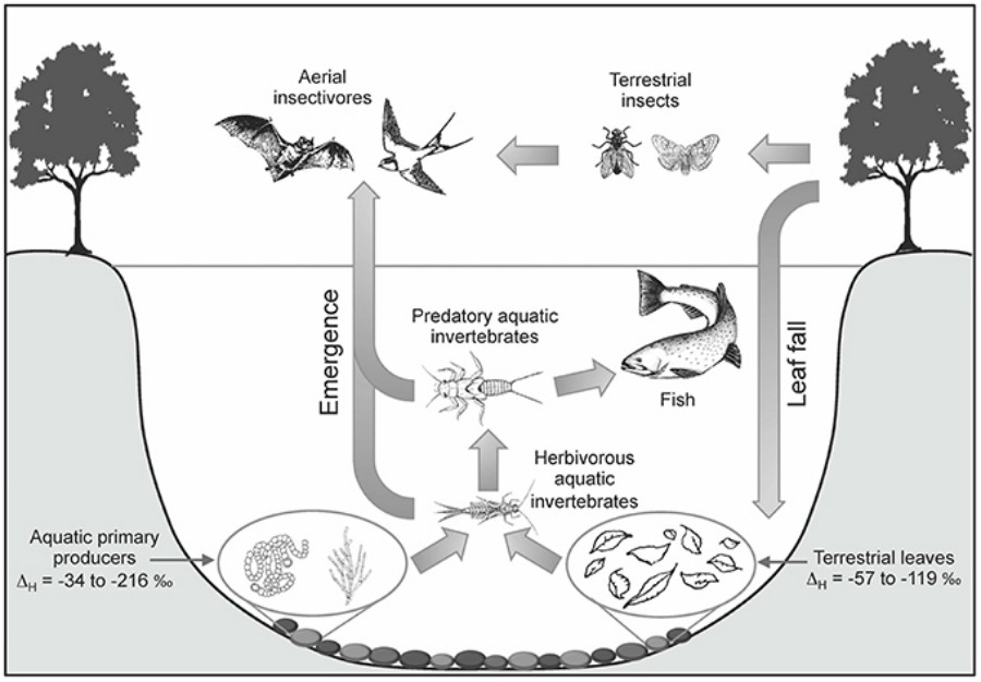 Stable Isotopes of Hydrogen - 1H & 2H (Deuterium) - Isotope / BOC Sciences