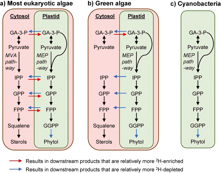Stable Isotopes of Hydrogen - 1H & 2H (Deuterium) - Isotope / BOC Sciences