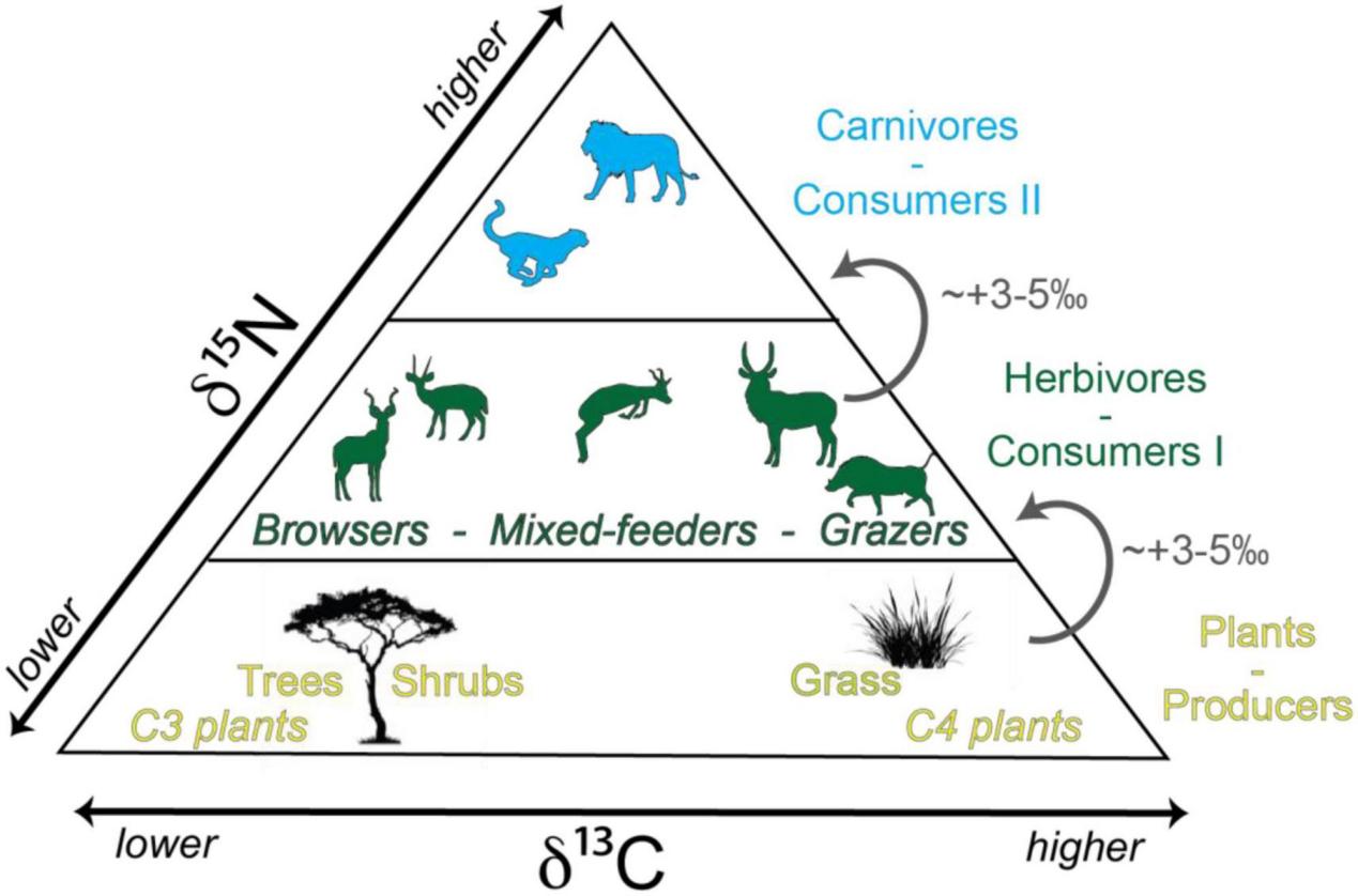 Why C(13) is Stable and C(14) is Unstable - Isotope Science - Isotope ...