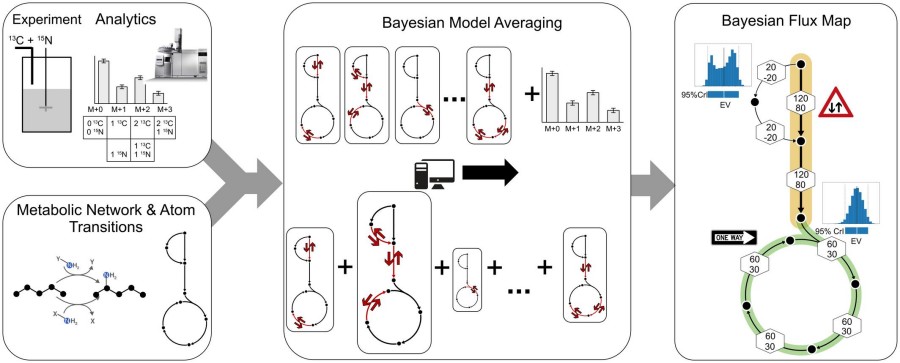 13C 15N Dual Isotope Compounds - Isotope / BOC Sciences