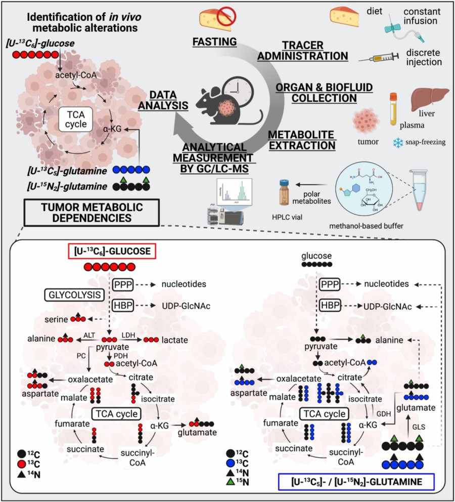 Toxic Metabolite Detection with Isotope Labeling - Isotope / BOC Sciences