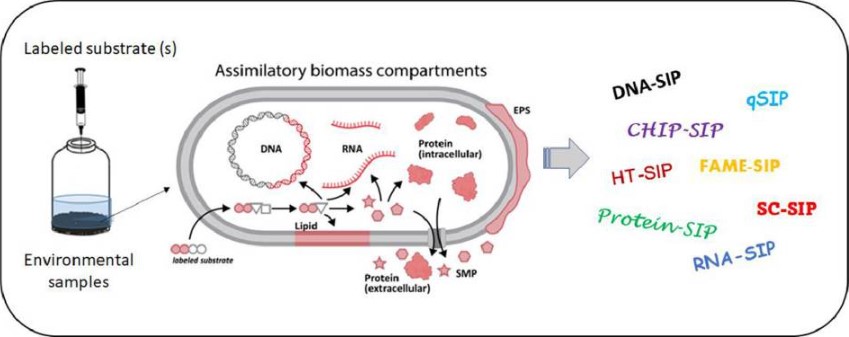 An Overview of Stable-Isotope Probing (SIP) - Isotope / BOC Sciences